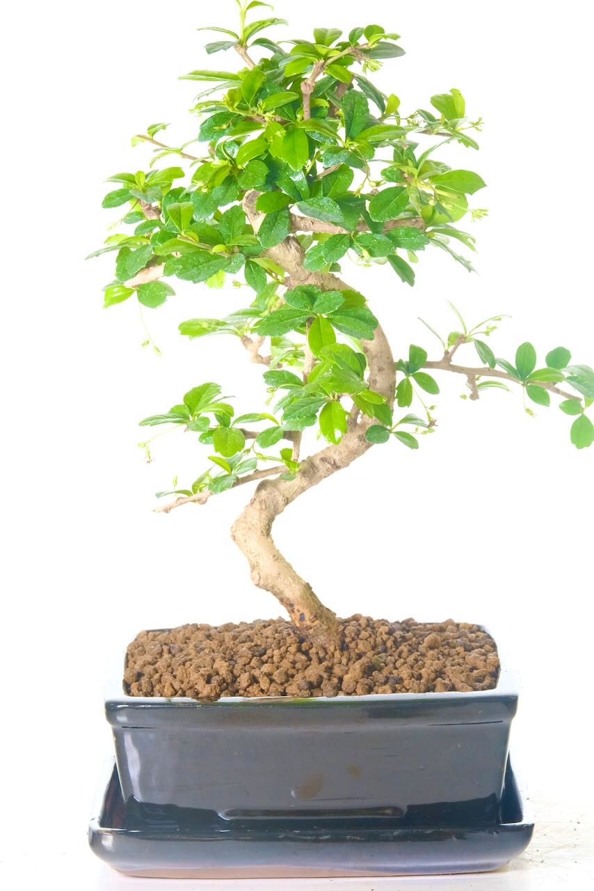 Twisty Flowering Bonsai | Characteristic Tea Tree Beginners Indoor