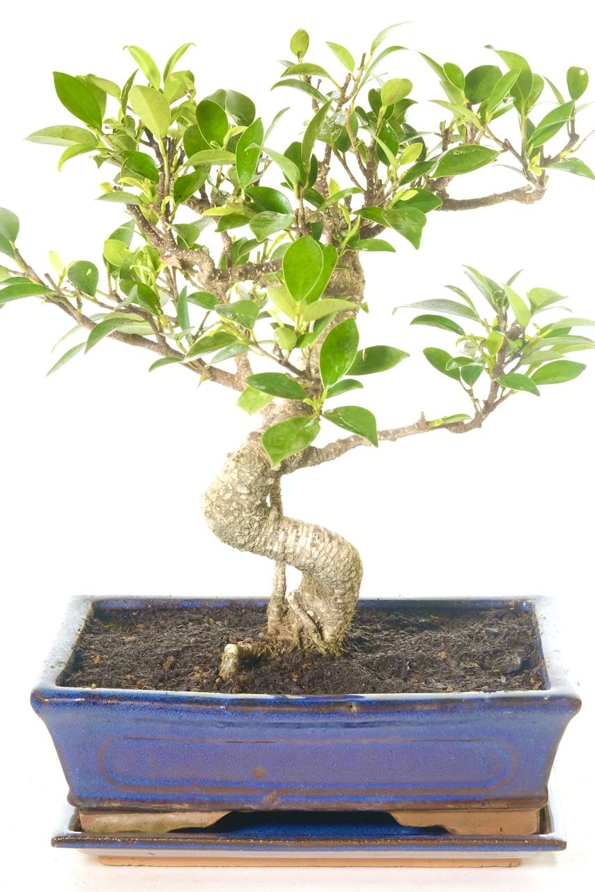 Fig Bonsai or Ficus Retusa - Elegant Indoor Banyan Tree