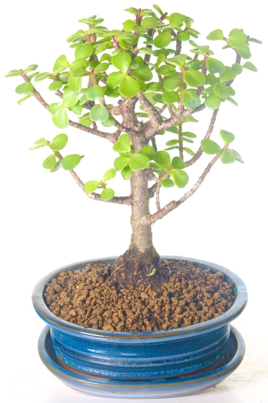 Woodland Jade (Money Tree) Bonsai with Gem-Shaped Leaves