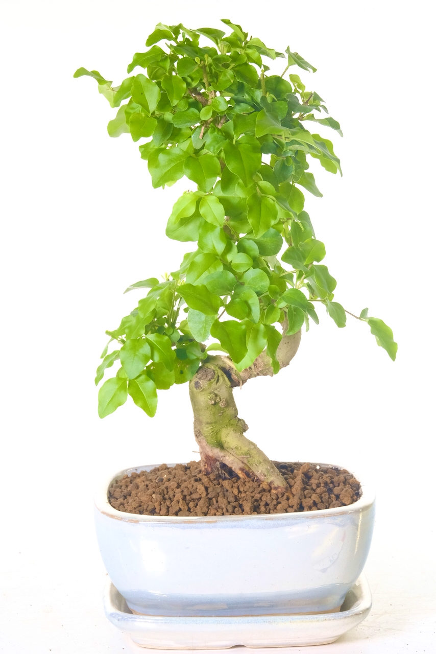 Chinese Privet Bonsai Tree | Easy Care, Fast Growing Bonsai