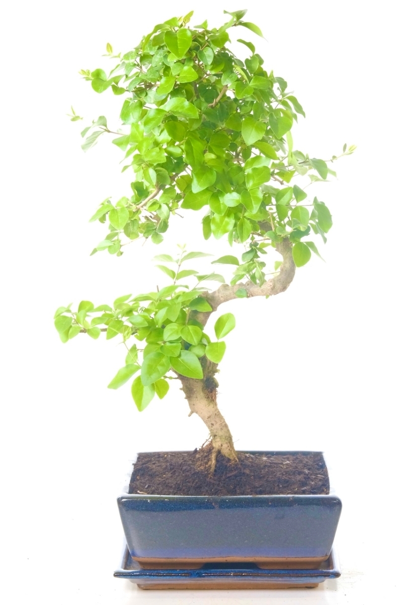 Indoor Bonsai Trees for Sale | Top Quality Bonsai - Free Delivery