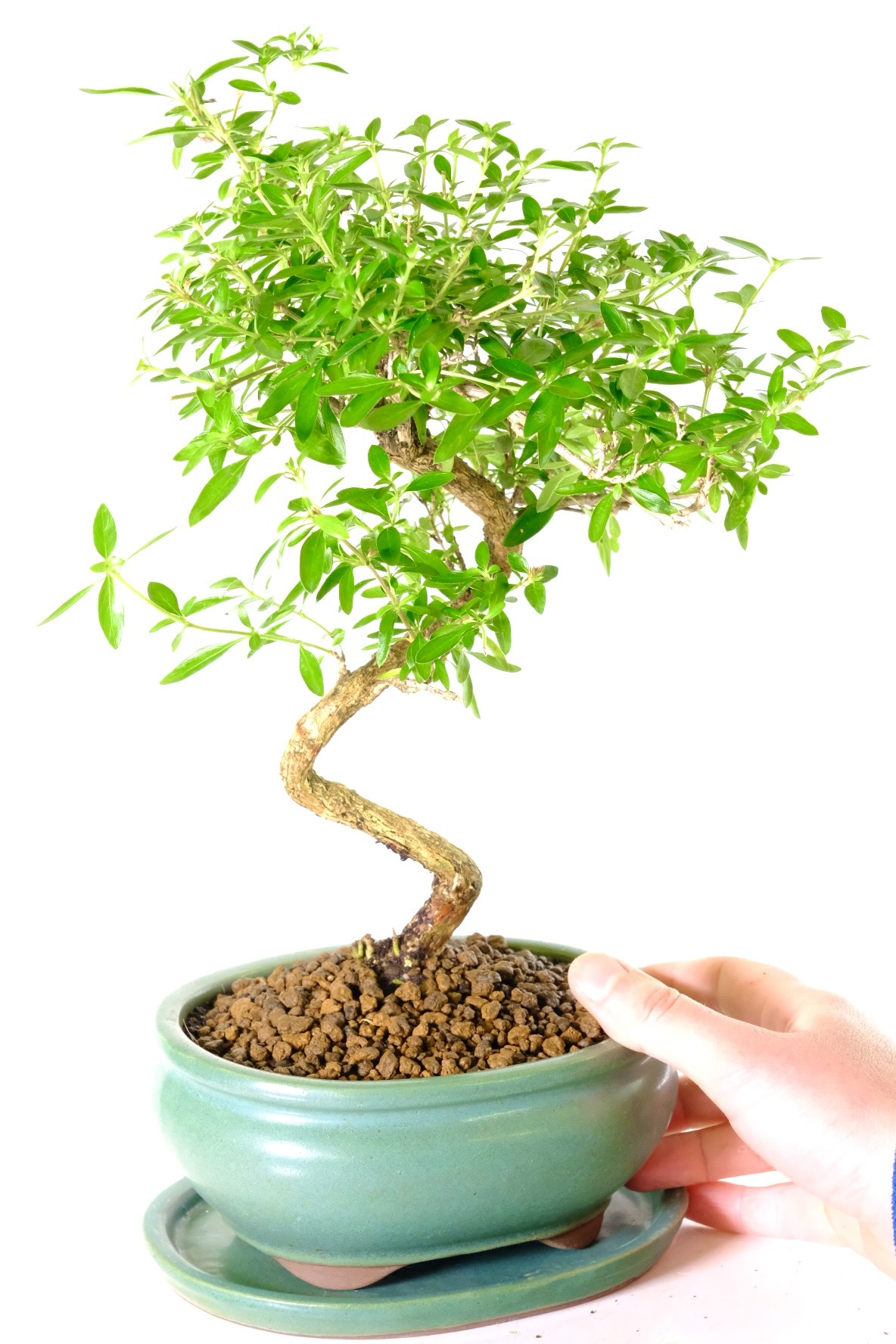 Bonsai in Flower | Tree of a Thousand Stars Bonsai for sale UK