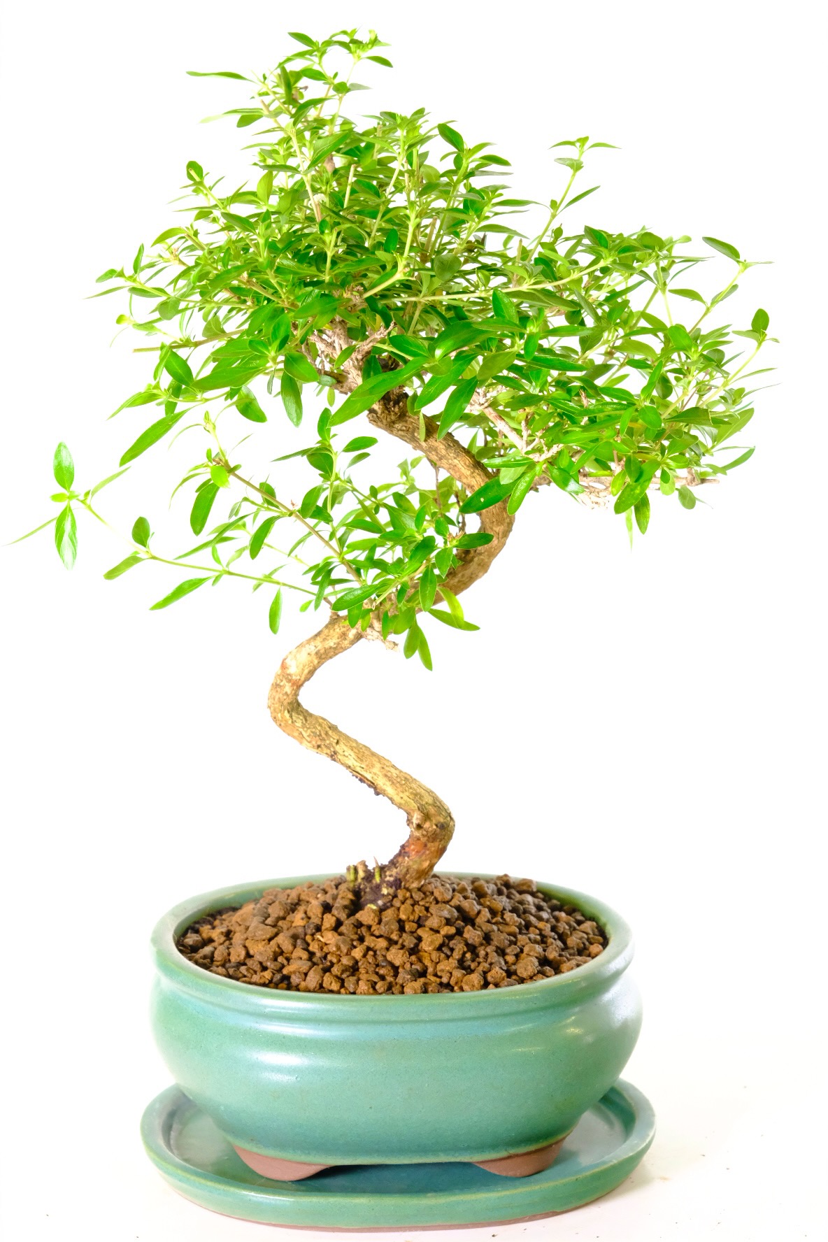 Bonsai in Flower | Tree of a Thousand Stars Bonsai for sale UK