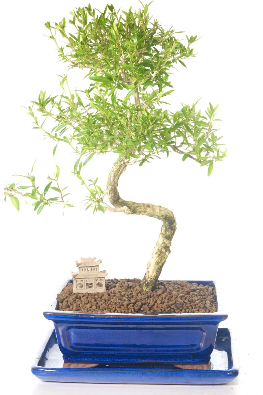 Shapely Serissa Foetida Bonsai - Tree of a Thousand Stars