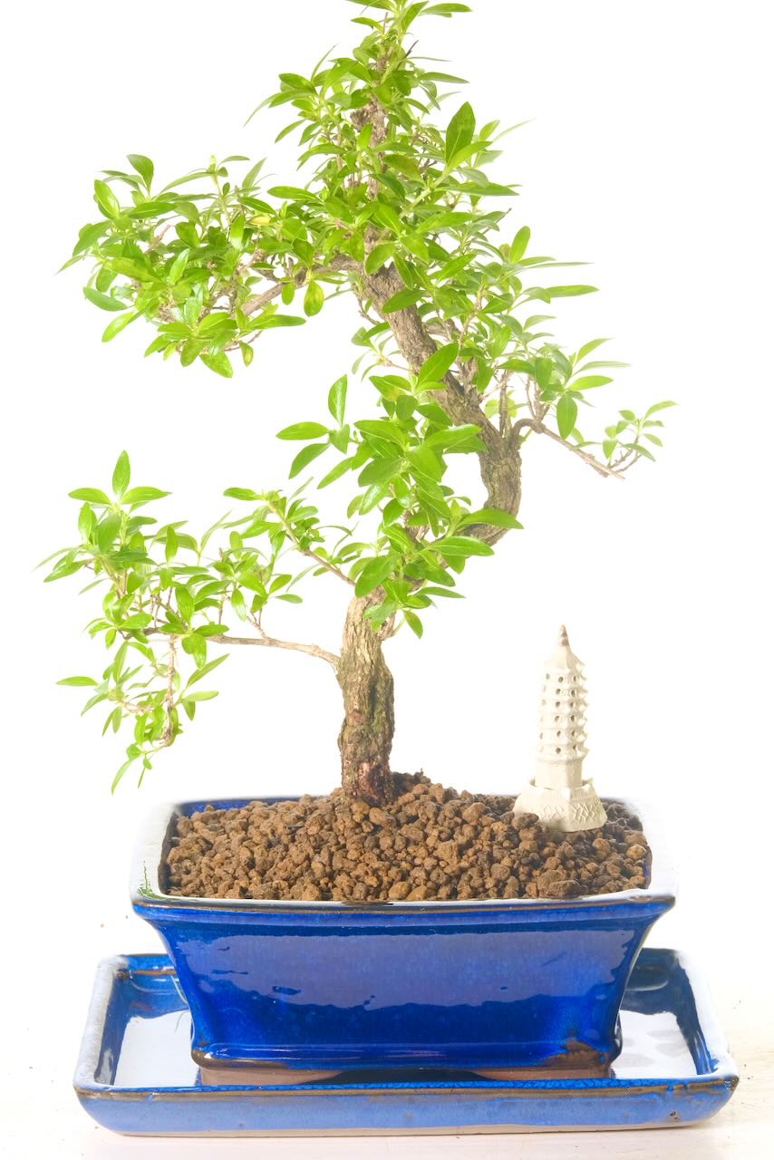 Bonsai for Sale | Flowering Tree of a Thousand Stars Bonsai UK