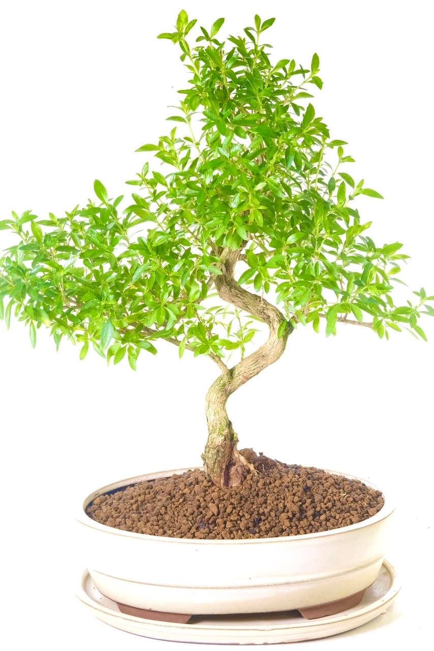 Thousand Stars Bonsai with Phenomenal Design | Flowering