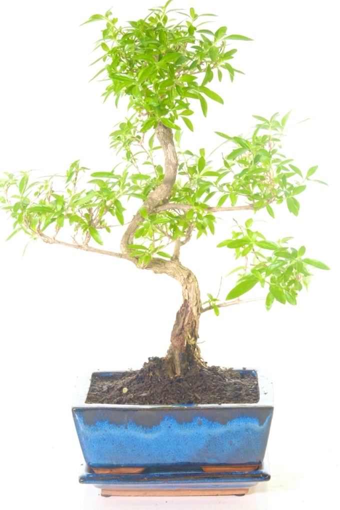 Serissa Bonsai Tree - Tree of a Thousand Stars Indoor Bonsai