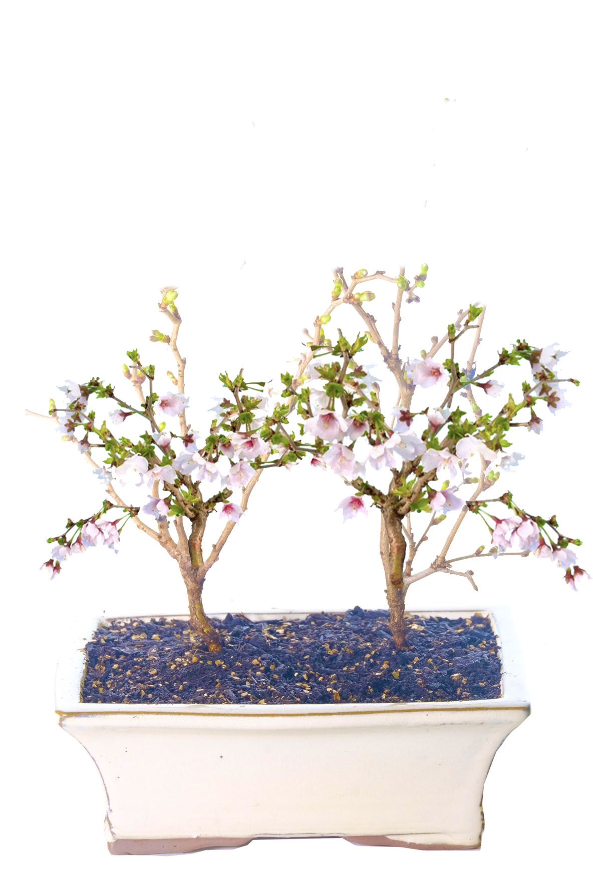 Cherry Blossom - 4 Year Old Twin Bonsai Tree