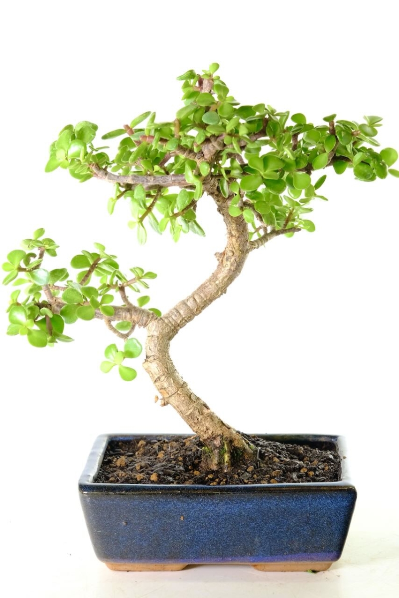 Portulacaria Afra: An Elegant 6-Year-Old Jade Bonsai Money Tree