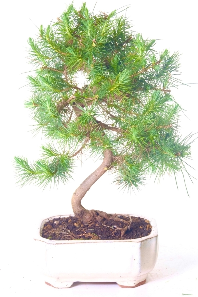 Our Range of Outdoor Bonsai Trees for Sale from Bonsai Direct