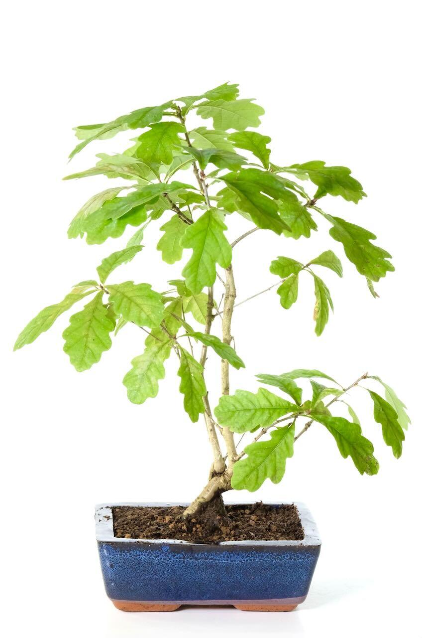 English Oak Bonsai: Mini Bonsai Forest