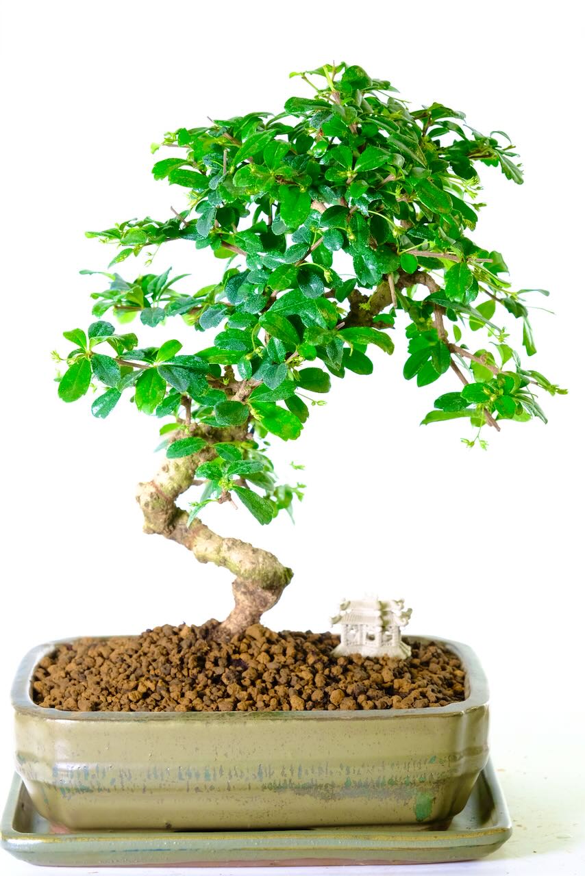 Flowering Carmona Bonsai Tree - Fukien Tea Tree Bonsai