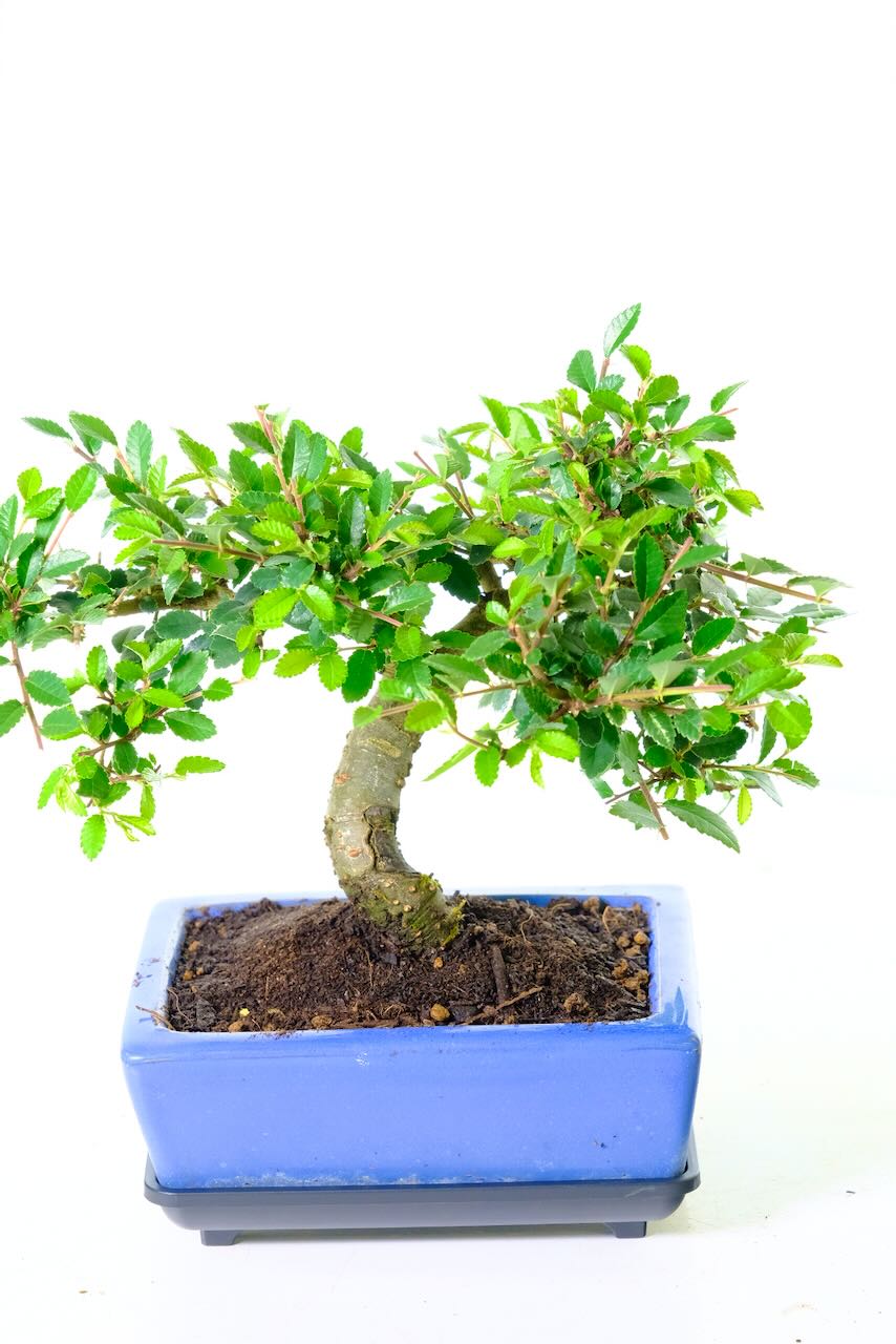 Dwarf Chinese Elm Bonsai | Beautiful Woodland Ancient design
