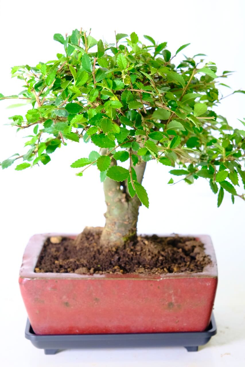 Cute Bonsai Tree in Wine Red Pot - Easy Care & Forked Shaping