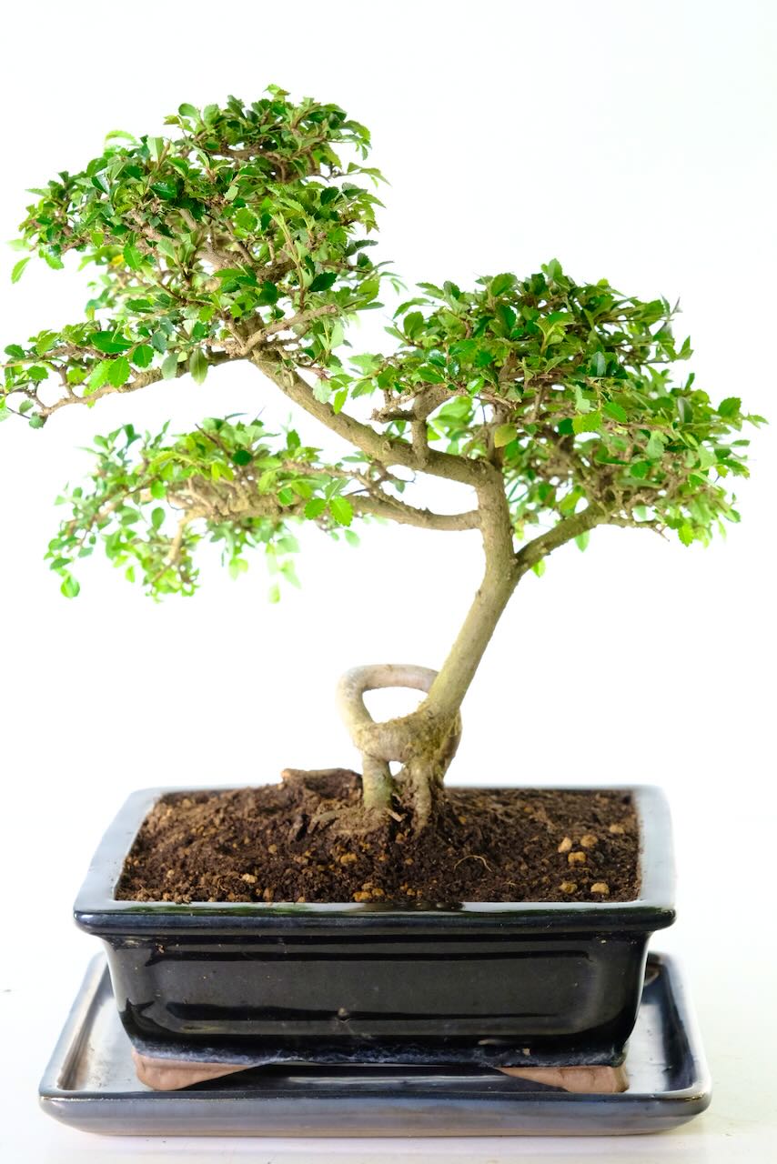 Chinese Elm Bonsai with "Disney" Roots | Beautiful Twisty Styling