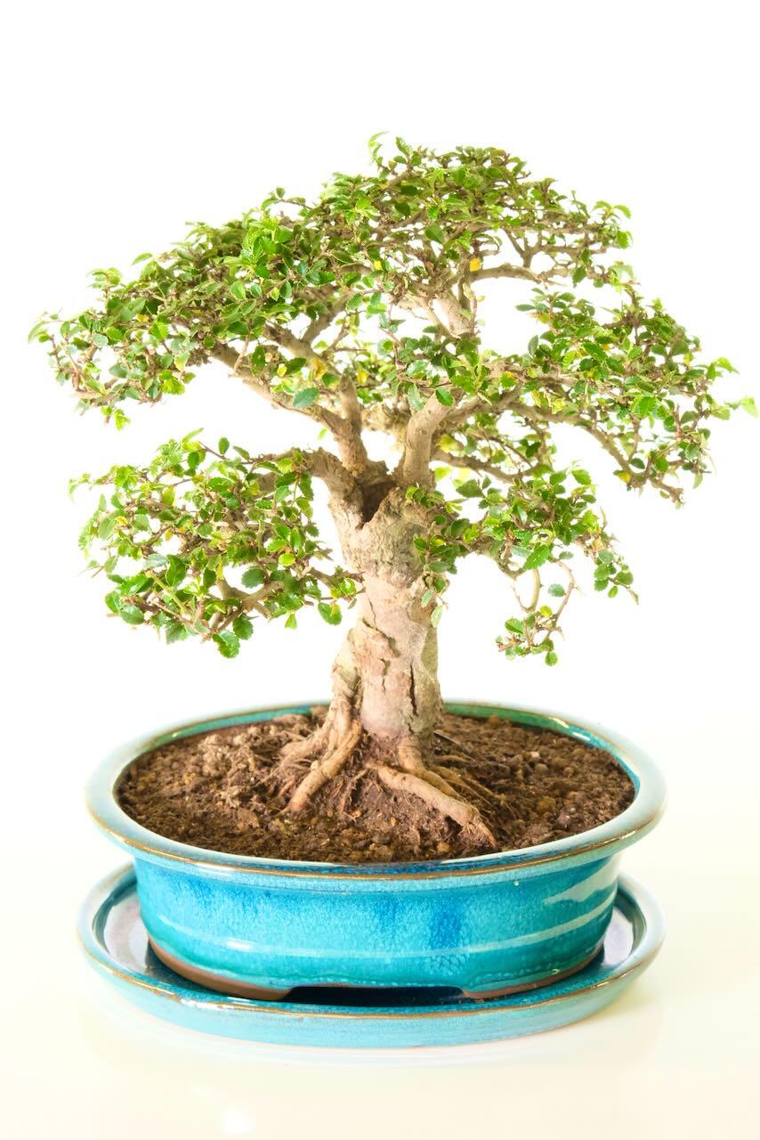 Dwarf Chinese Elm Bonsai “Gnarly Ned” | Exceptional Throughout