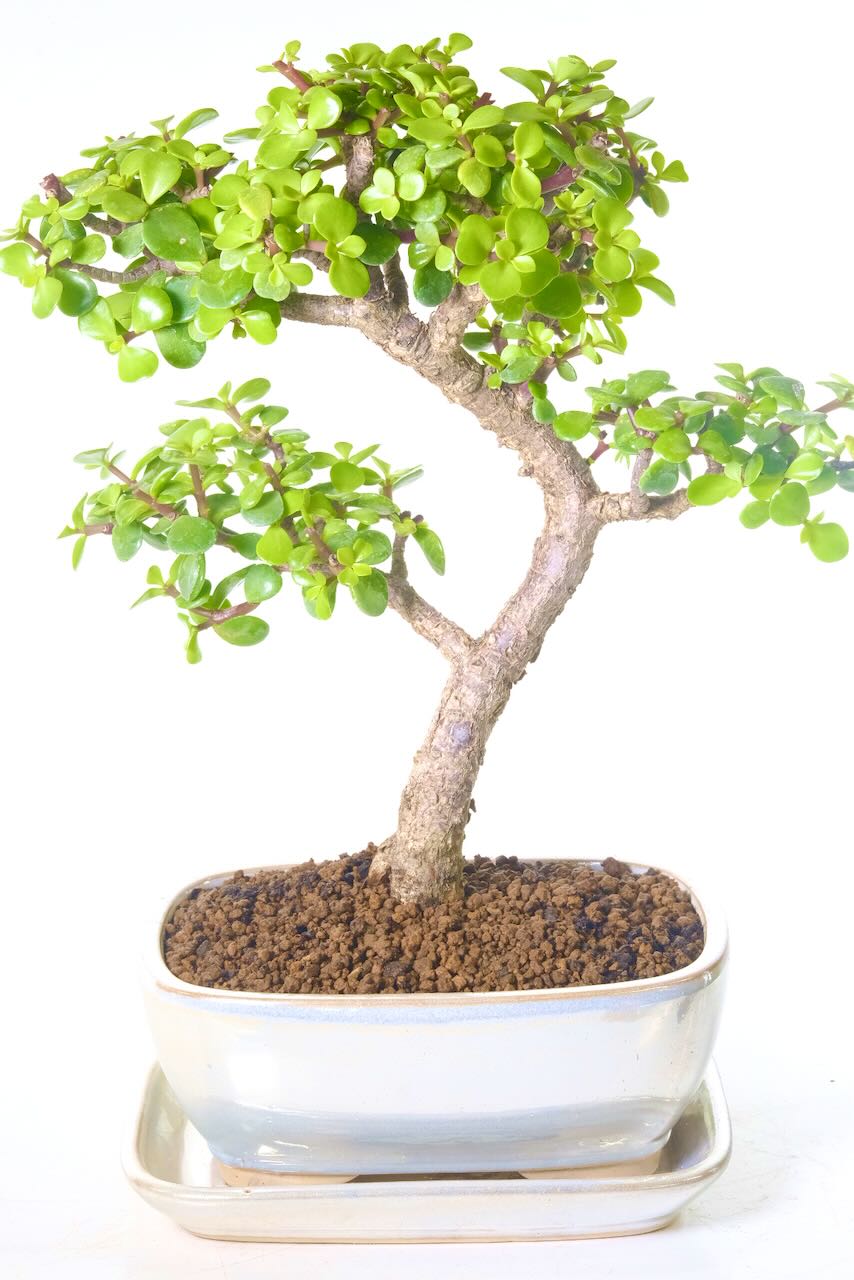 Money Plant Bonsai: A Stunning Indoor Jade Bonsai Tree UK