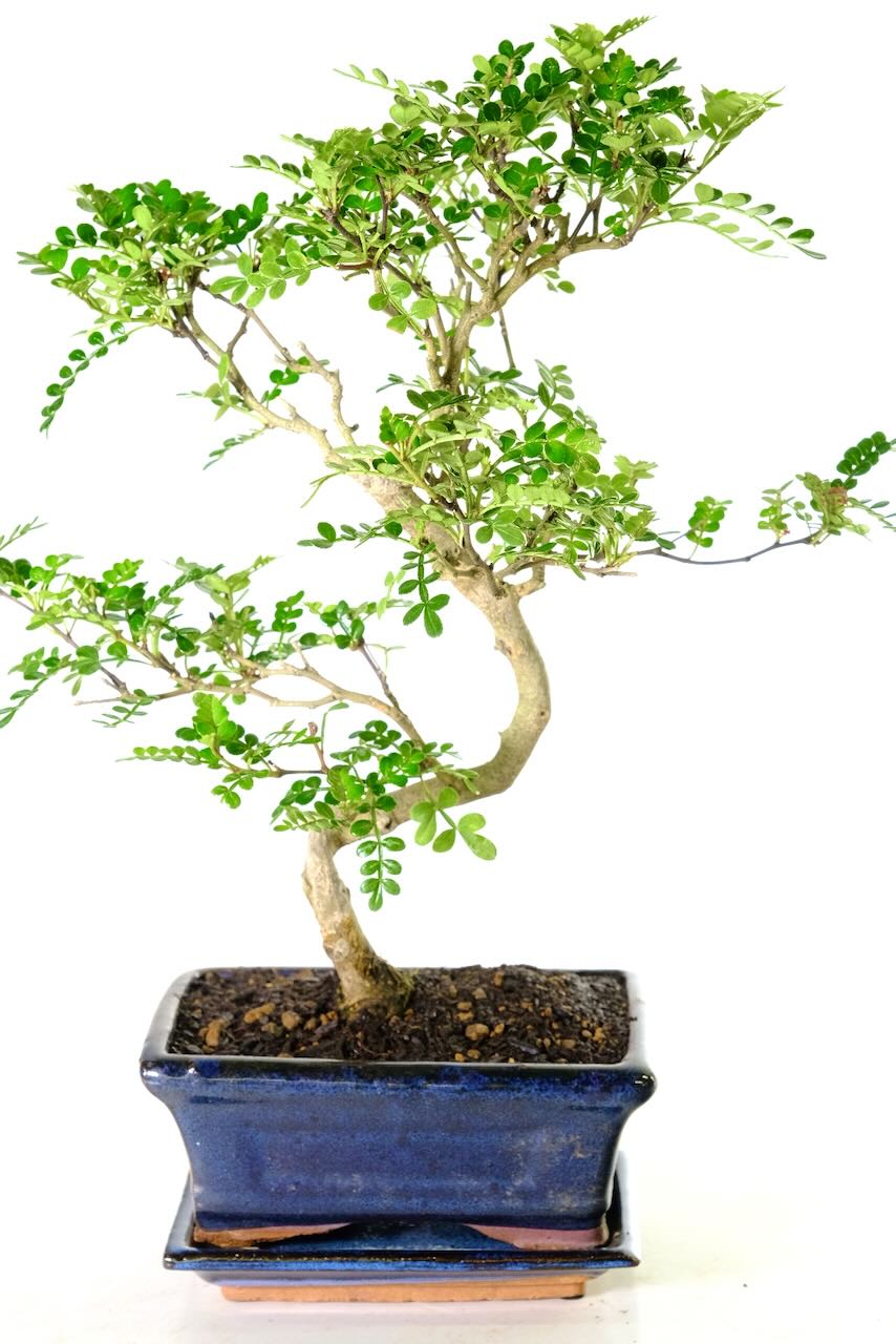 Zanthoxylum Piperitum Tree Bonsai - Zesty Explosion | For Sale