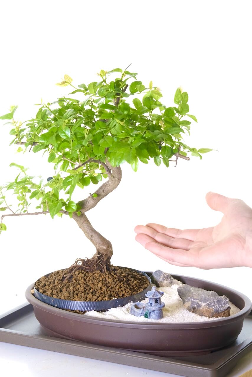 Zen Garden - Fruiting Twisty Bonsai Tree With Accessories
