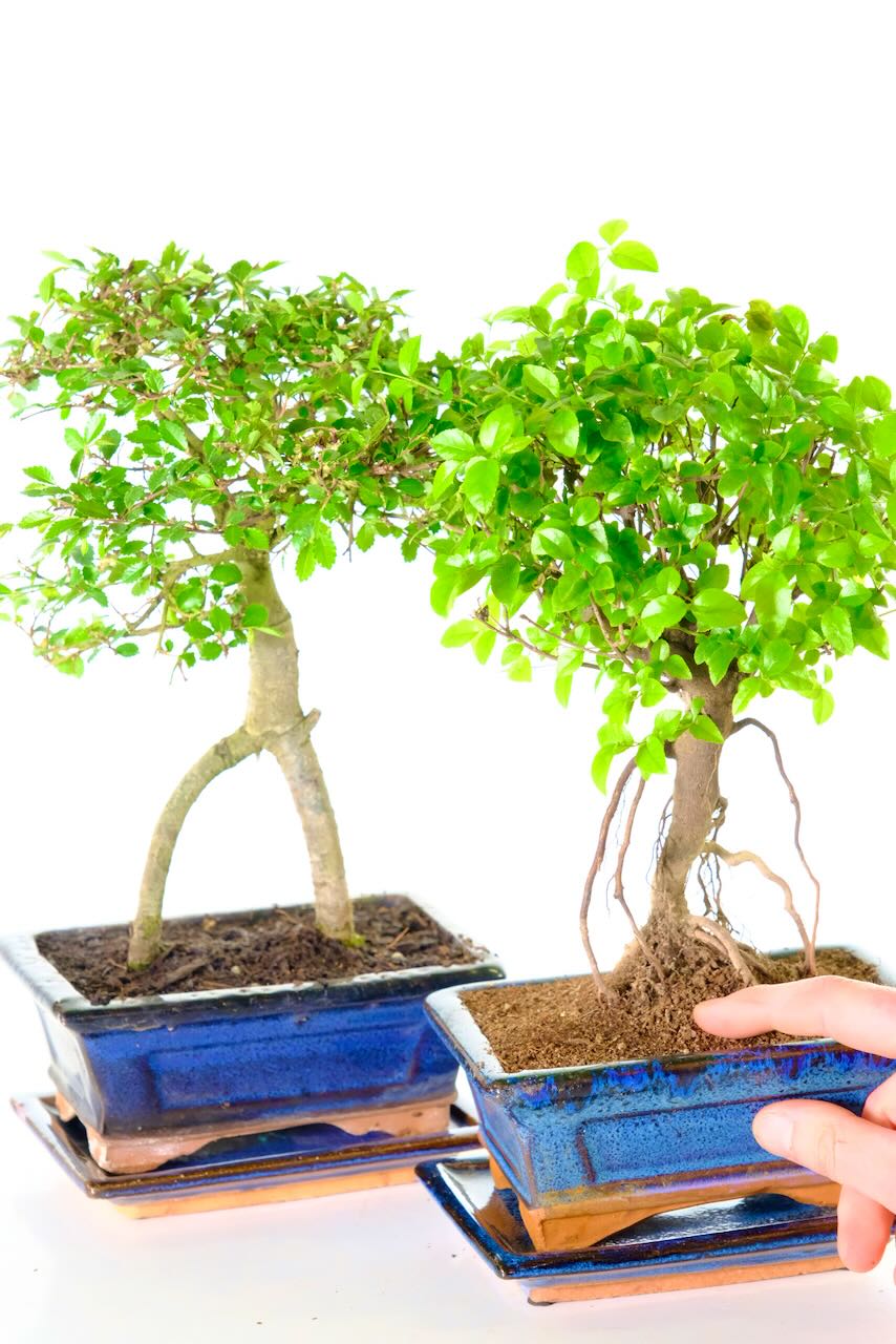 Dwarf Bonsai Twin Pack | Cute Dwarf Woodland-Style Bonsai Pair