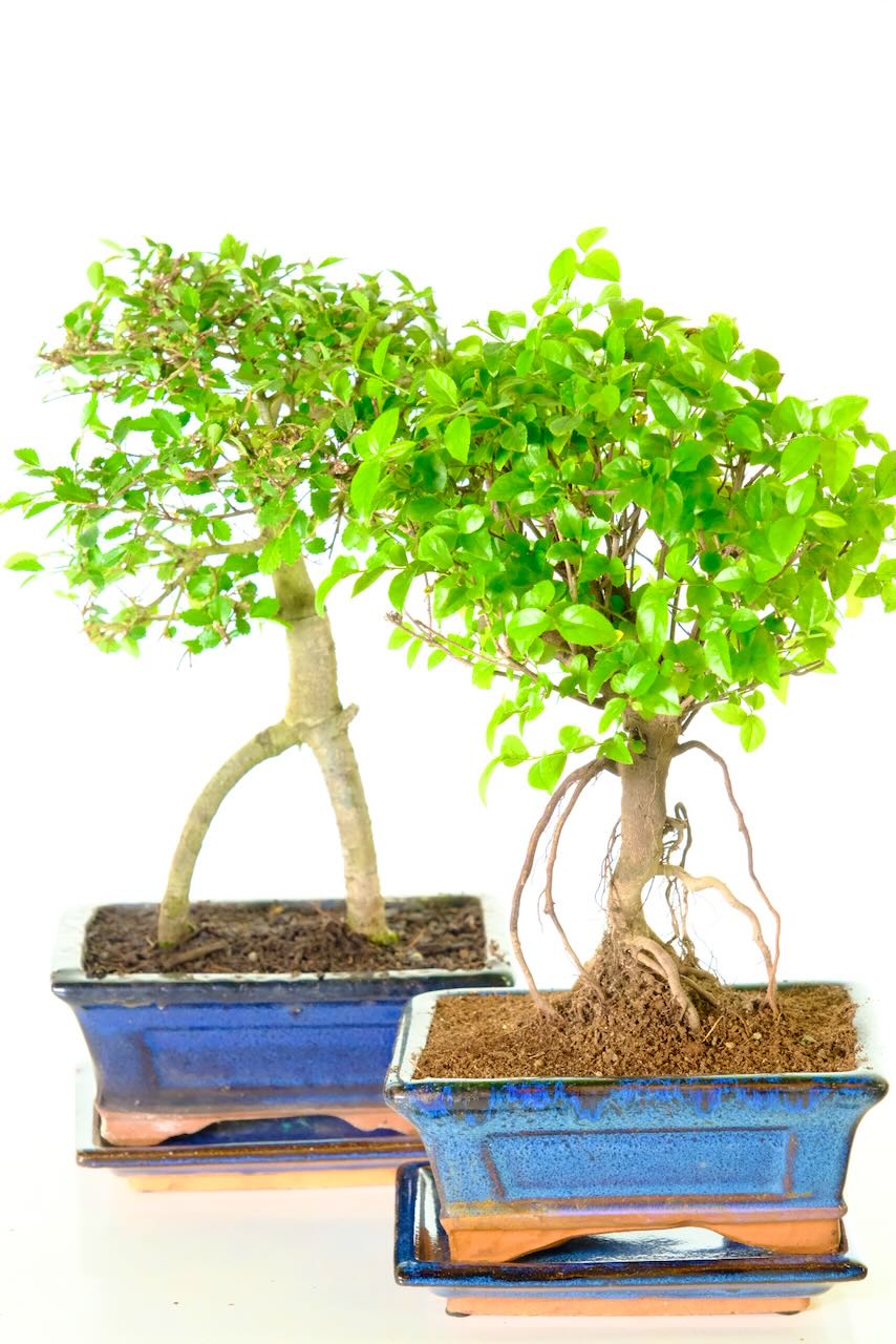 Dwarf Bonsai Twin Pack | Cute Dwarf Woodland-Style Bonsai Pair