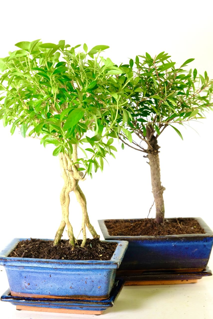 Dwarf Bonsai Twin Pack | Cute Dwarf Woodland-Style Bonsai Pair