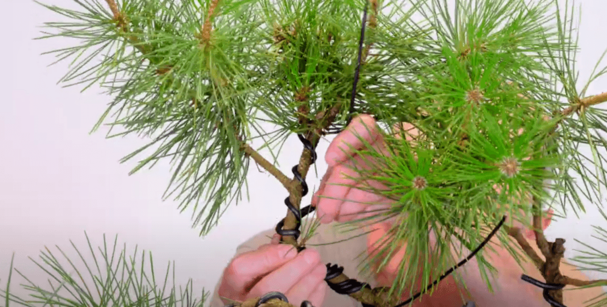 How Long Do You Leave Bonsai Wire On? Bonsai Wiring Tips