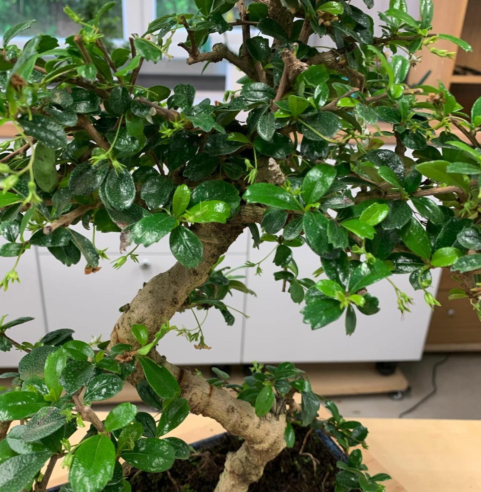 Literati-Style Flowering Fukien Tea Tree - 8 Years - Bonsai Trees for ...