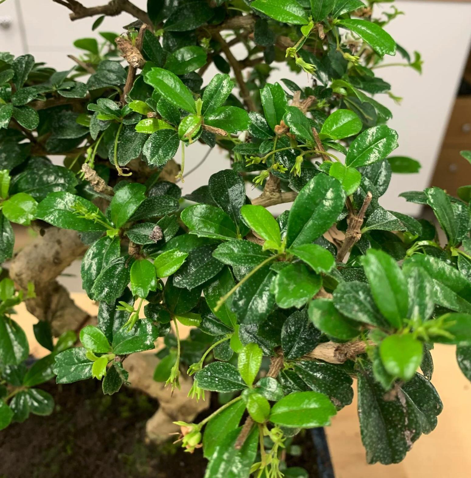 Literati-Style Flowering Fukien Tea Tree - 8 Years - Bonsai Trees for ...
