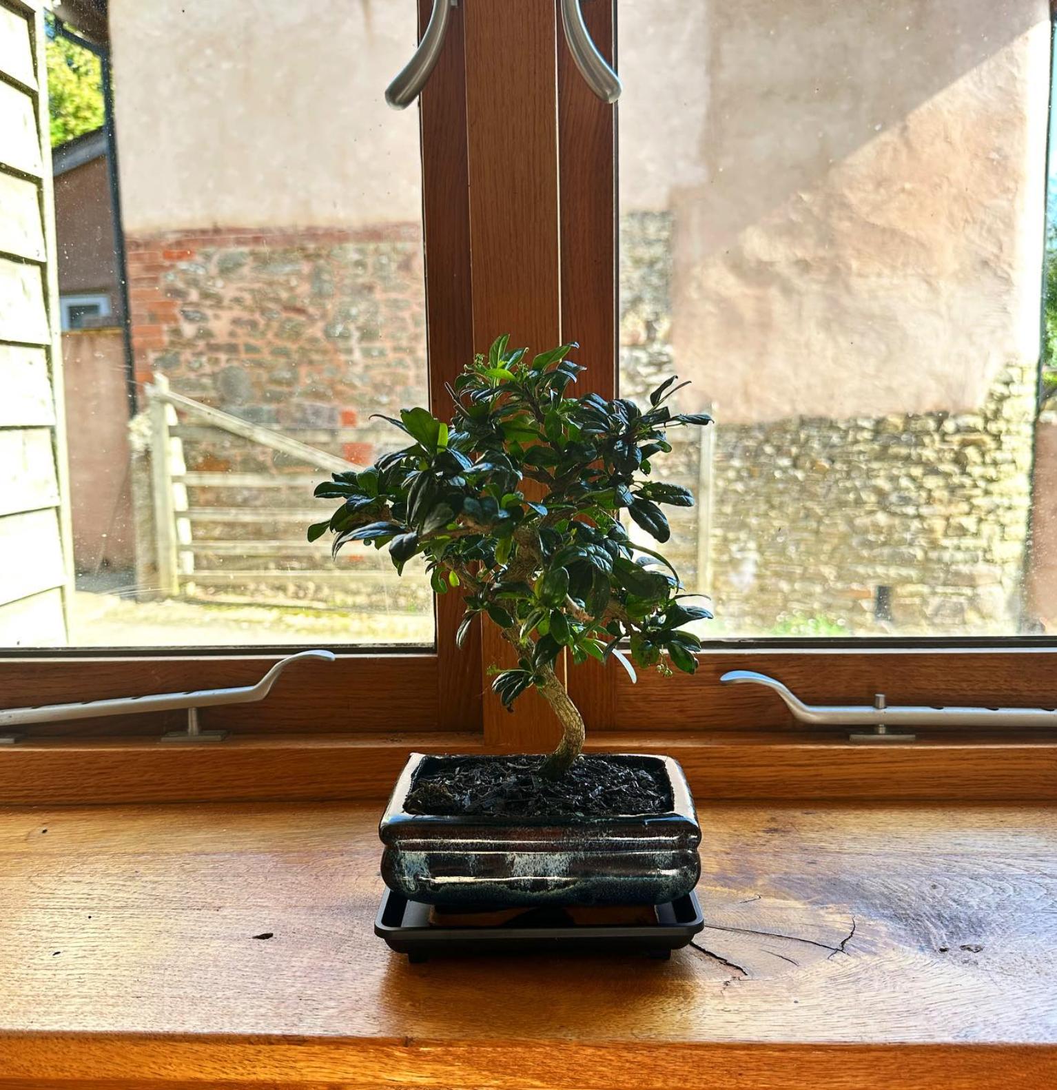 Literati-Style Flowering Fukien Tea Tree - 8 Years - Bonsai Trees for ...