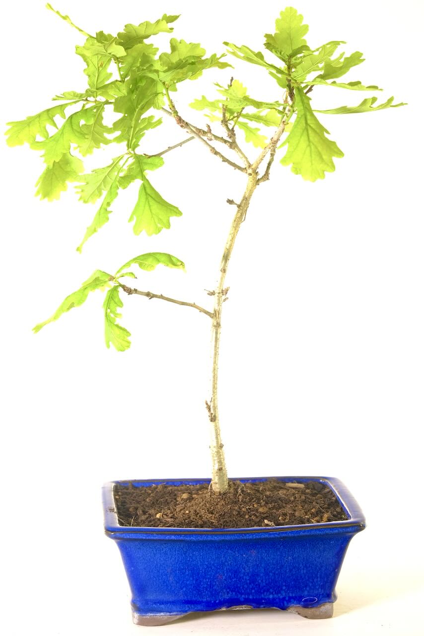 Quercus Robur: Hardy English Oak Bonsai Tree UK