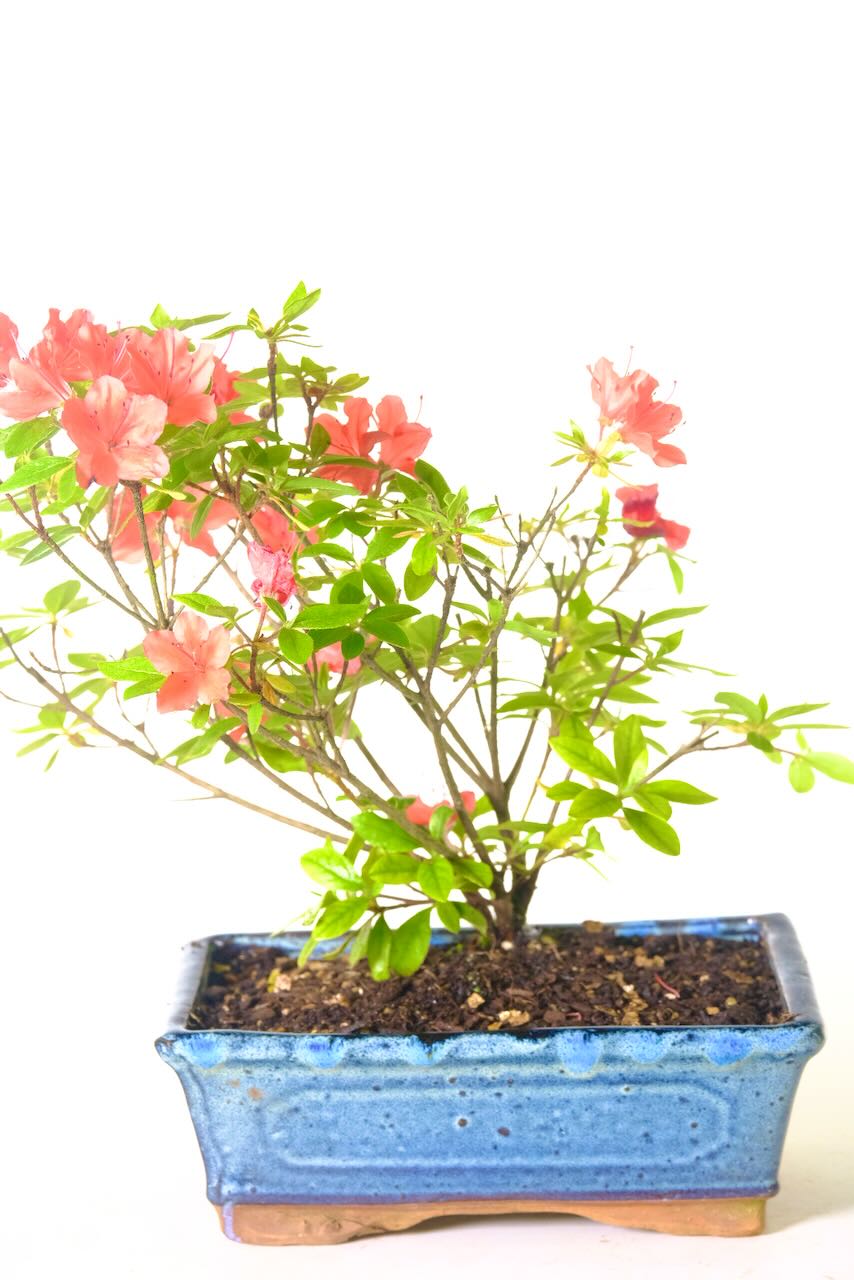 Azalea Bonsai - Crimson Flowers & Variegated Leaves. Stunning!