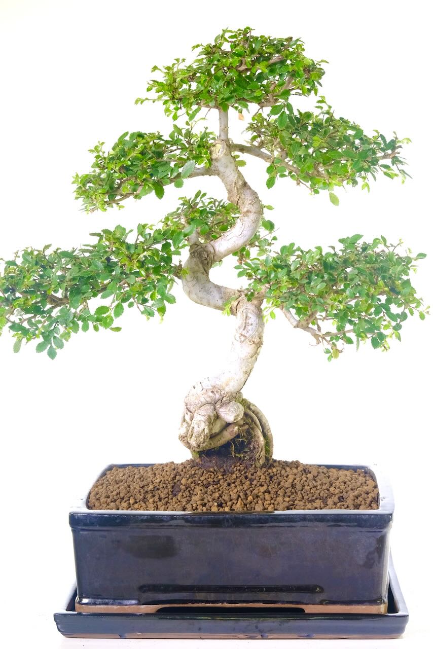 Unique Chinese Elm Bonsai - The Ultimate Beginners Bonsai Tree!
