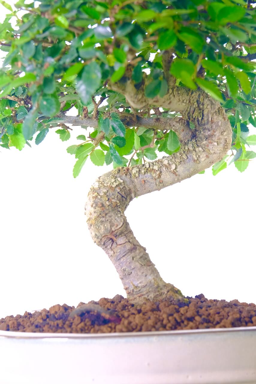 Beginners Chinese Elm Bonsai - Phenomenal Literati Structure