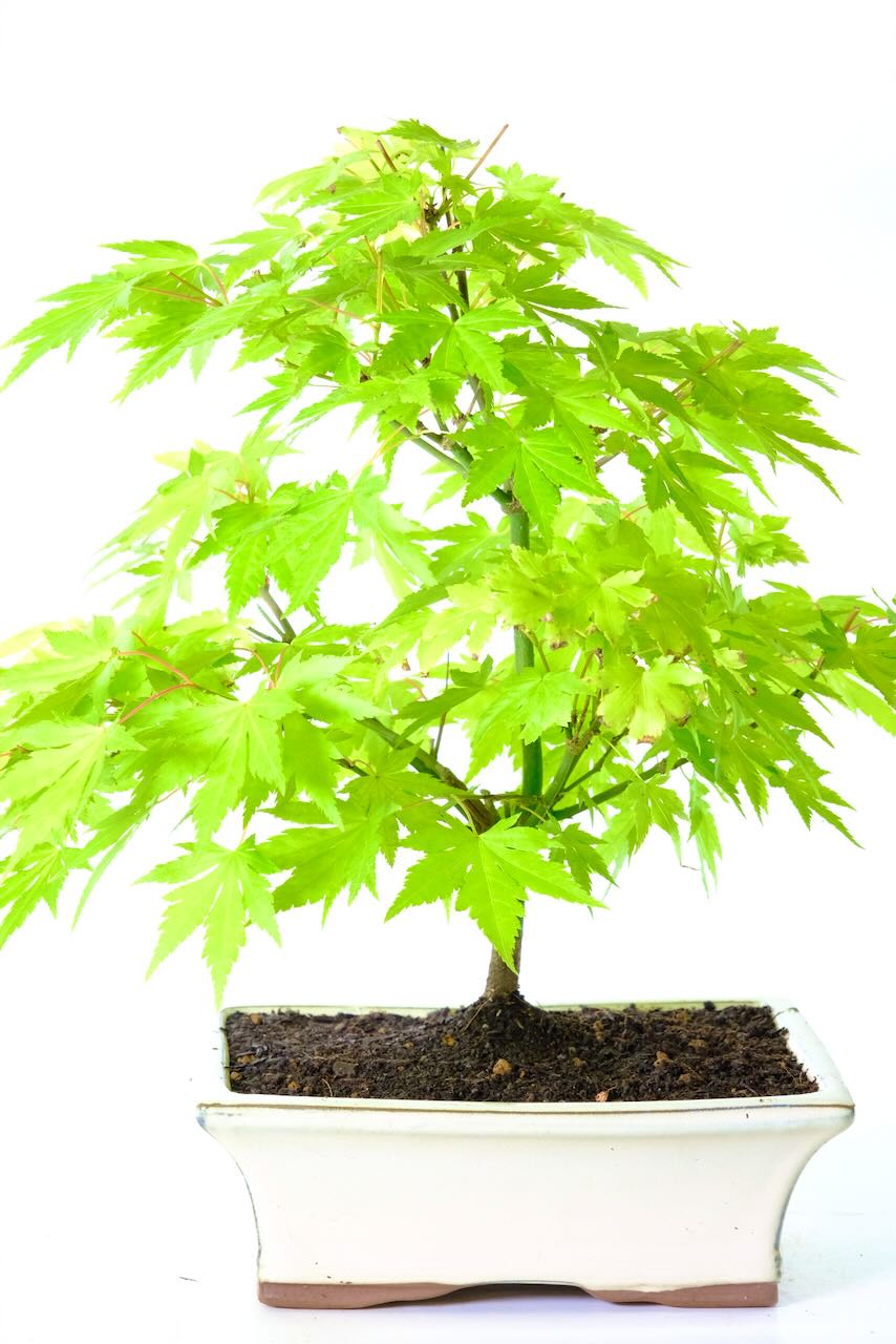 Japanese Maple Bonsai Tree | Informal Upright Orange Dream