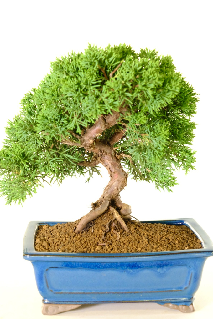 Juniper Bonsai Tree Guide | By Bonsai Expert Lloyd Noall