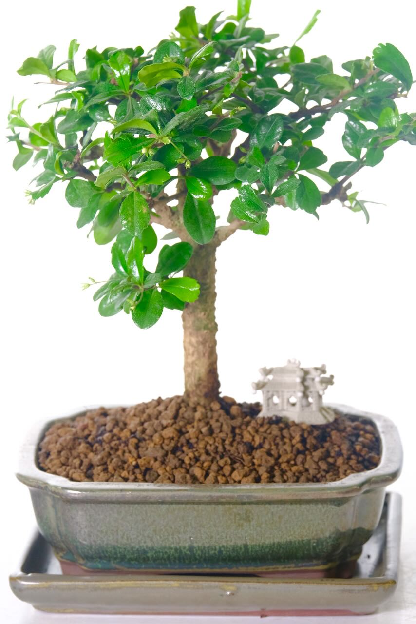 Fukien Tea Tree Bonsai: 7 Year Old Flowering Indoor Bonsai Tree