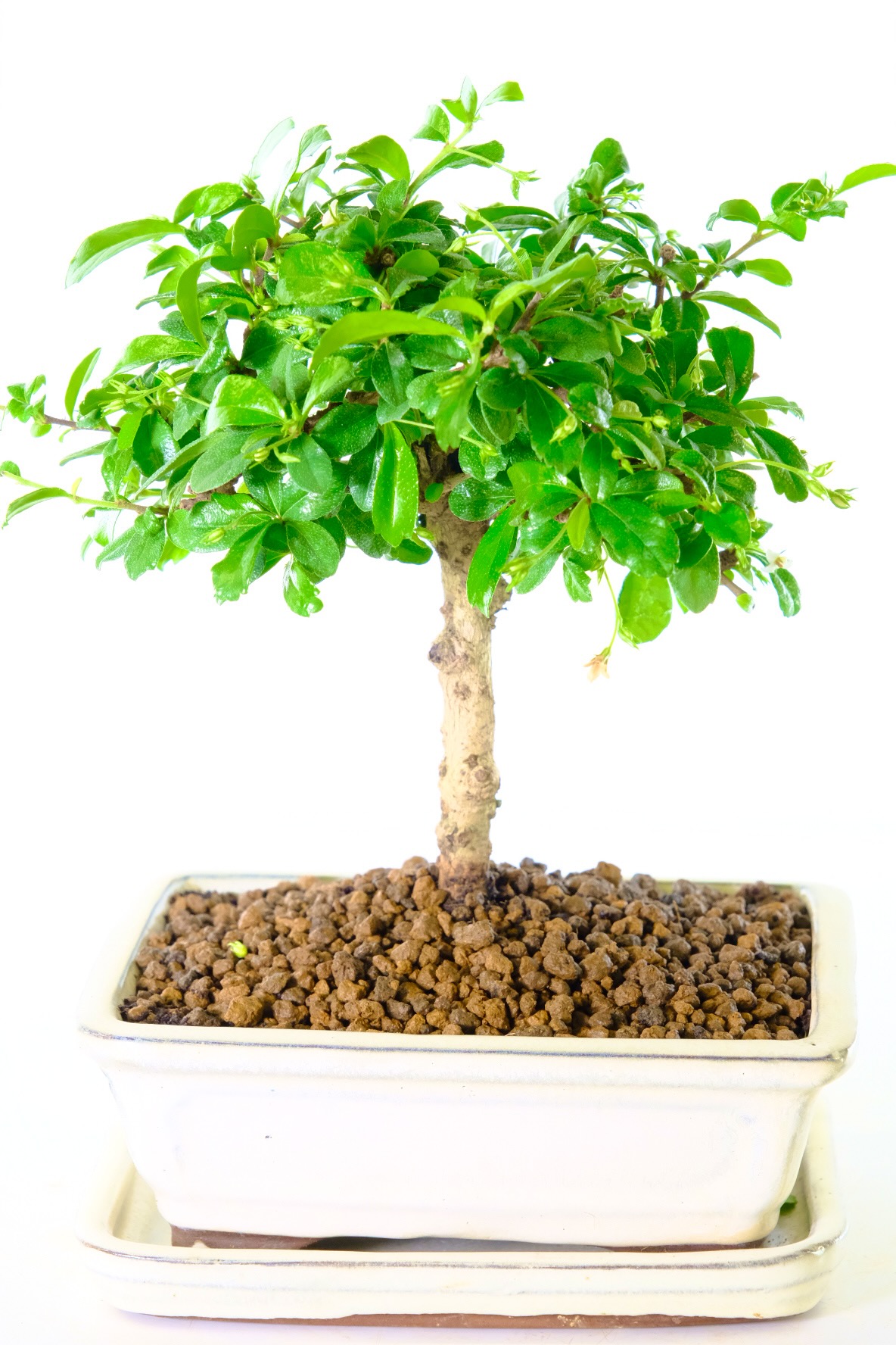 Woodland-Style Fukien Tea Tree Indoor Bonsai in Soft cream Pot.
