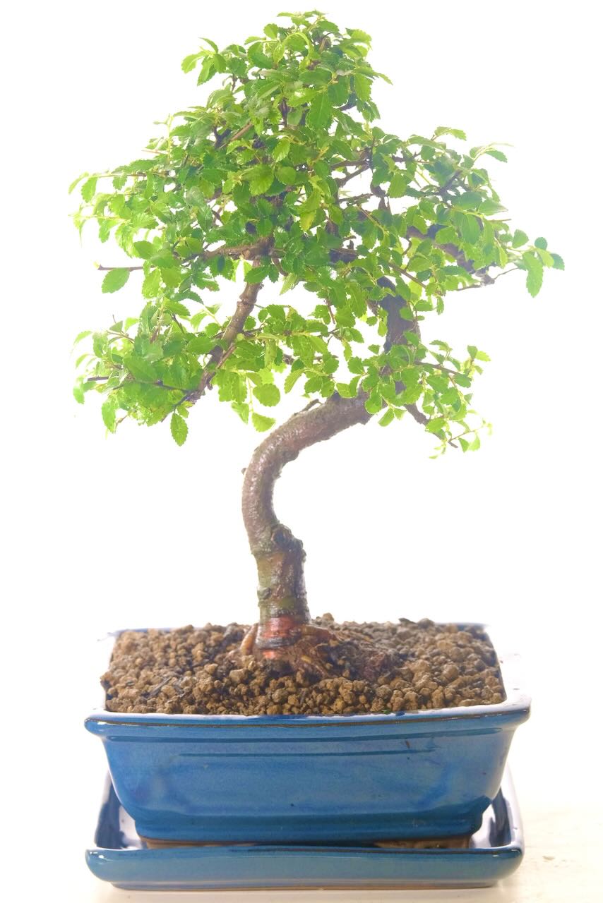 Serpentine Dwarf Chinese Elm Bonsai with Lovely Shaping