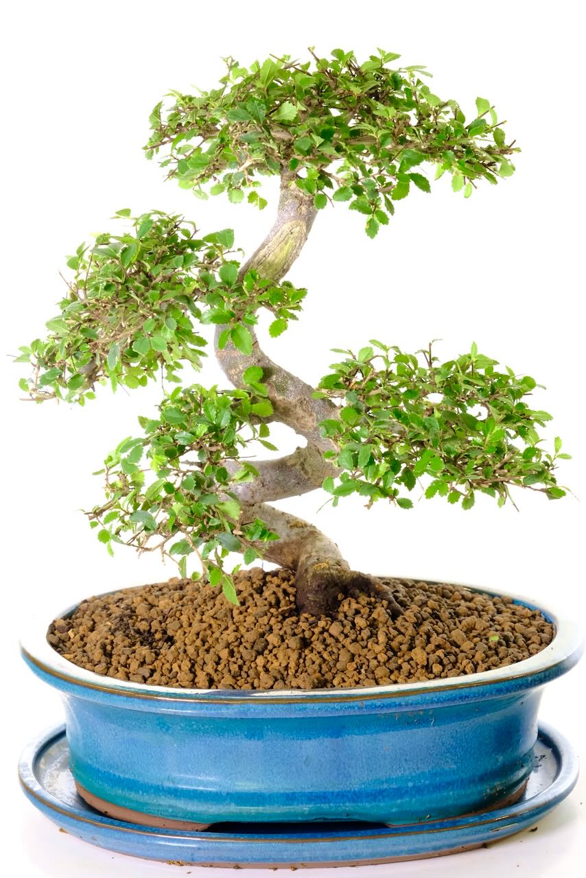 Commanding Chinese Elm Bonsai with Powerful Trunk Flow UK