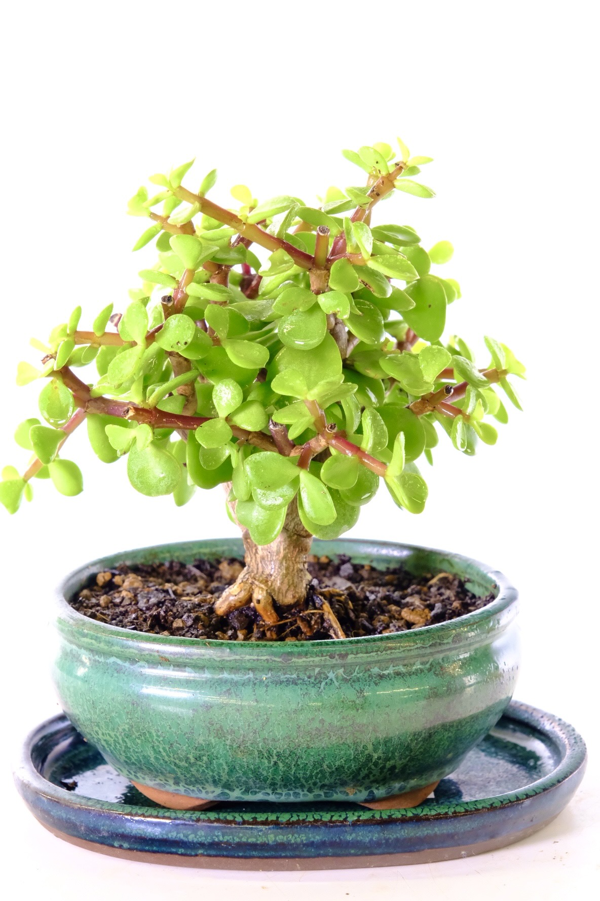Money Tree Jade Bonsai | Dwarf Indoor Plant - So Cute