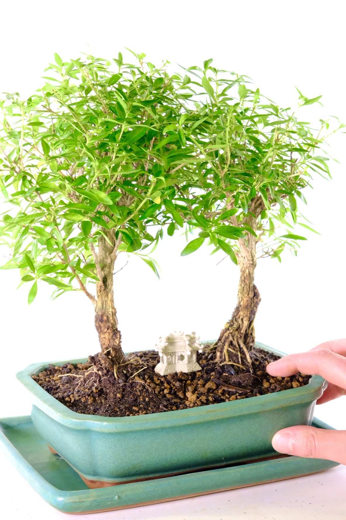 Twin Tree of a Thousand Stars Bonsai with Japanese Temple