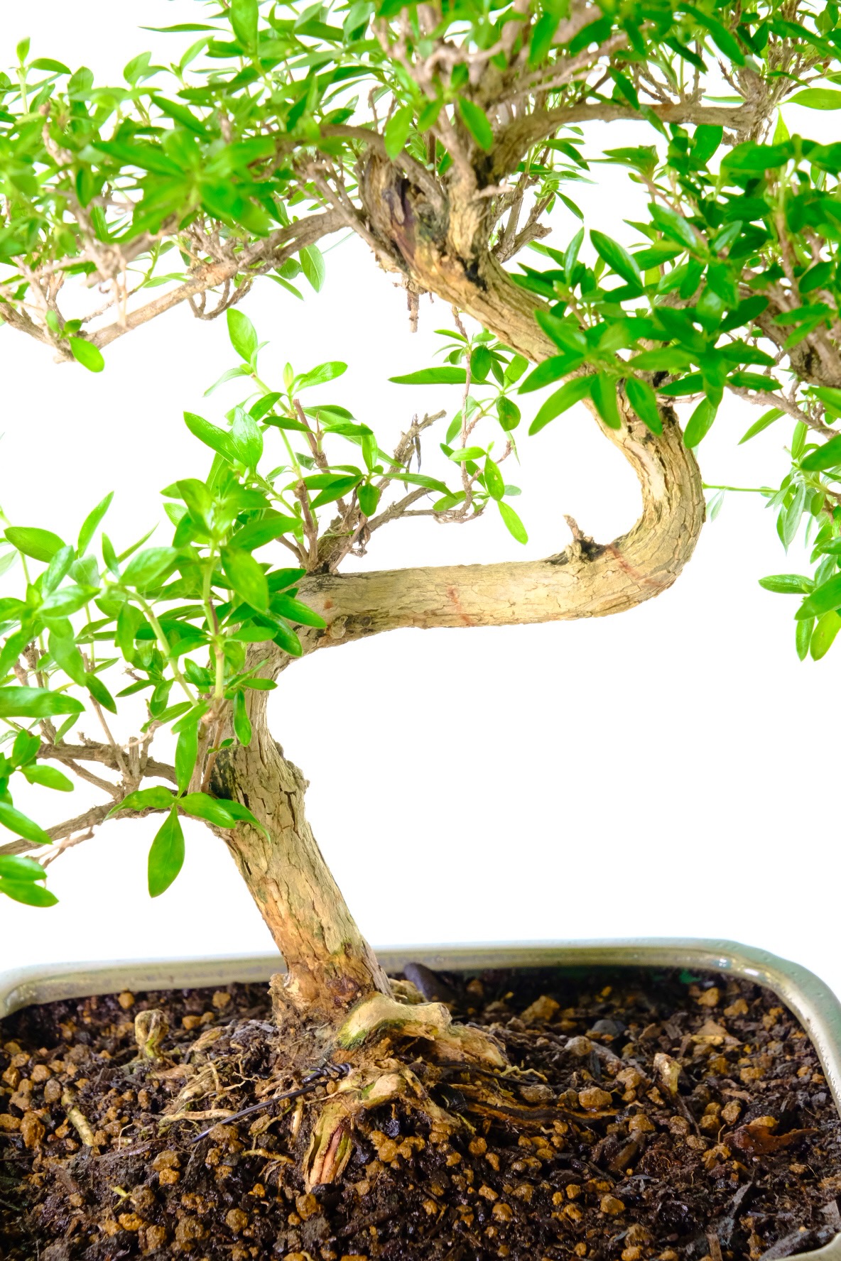 Serissa Indoor Bonsai Tree | Tree of a Thousand Stars
