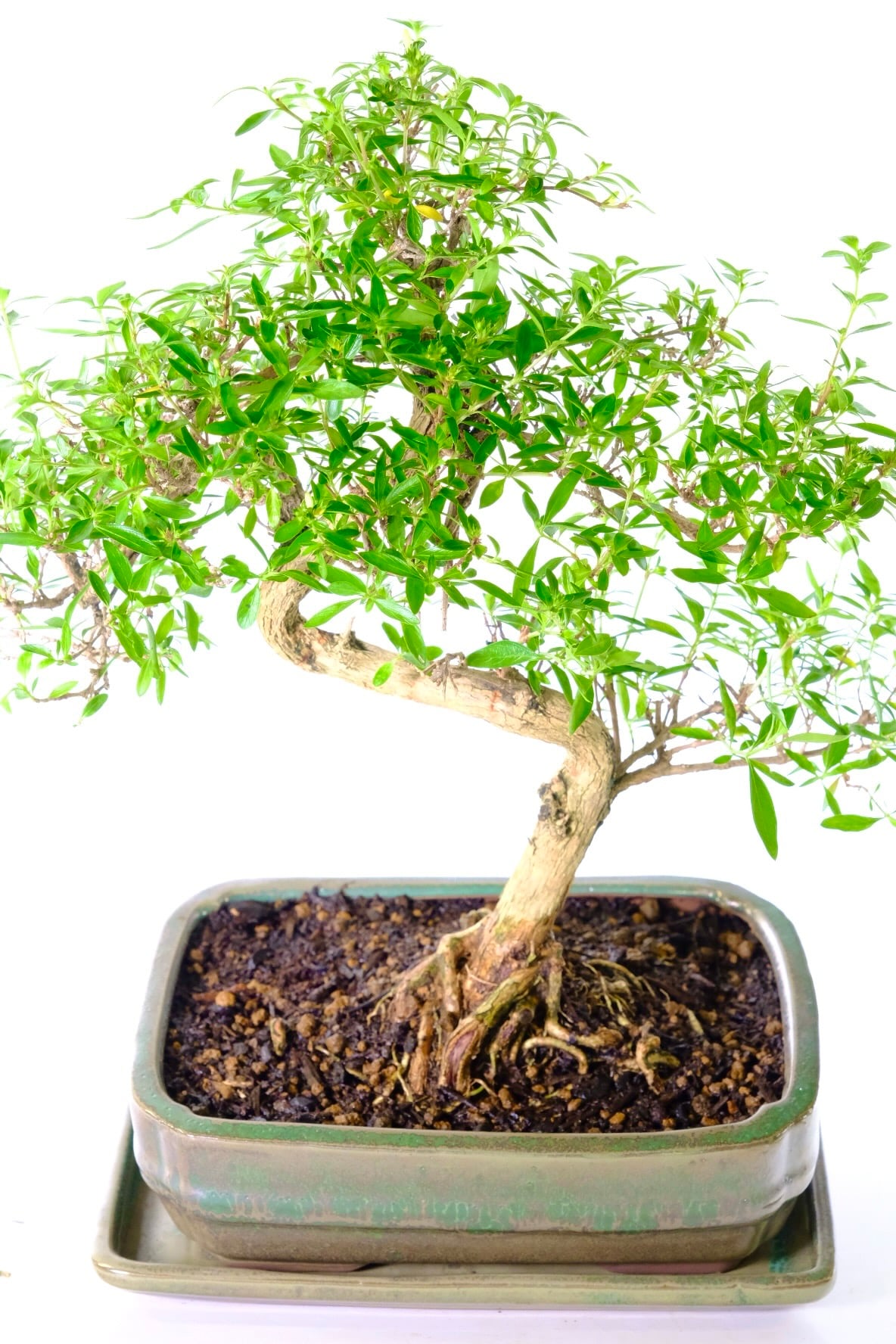 Serissa Indoor Bonsai Tree | Tree of a Thousand Stars