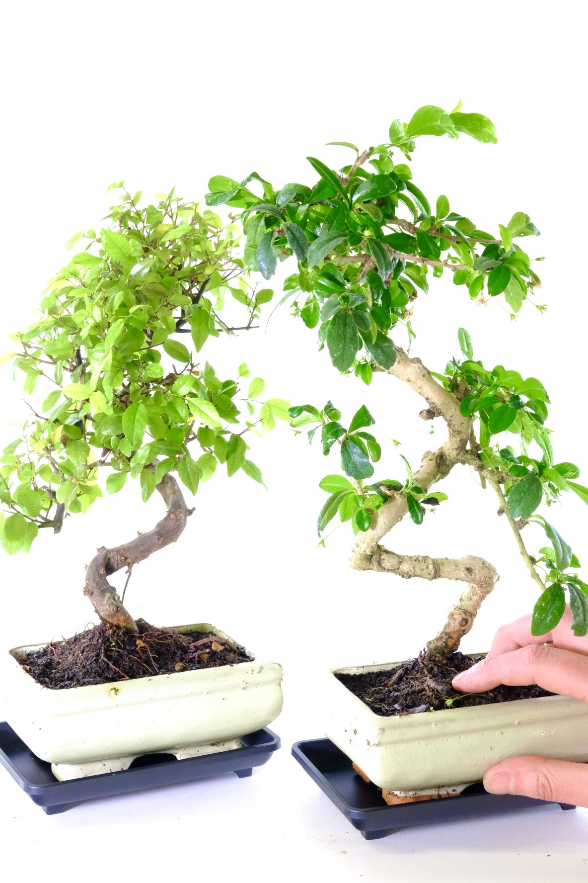 Bonsai for Sale - Pretty Flowering & Fruiting Bonsai Trees UK