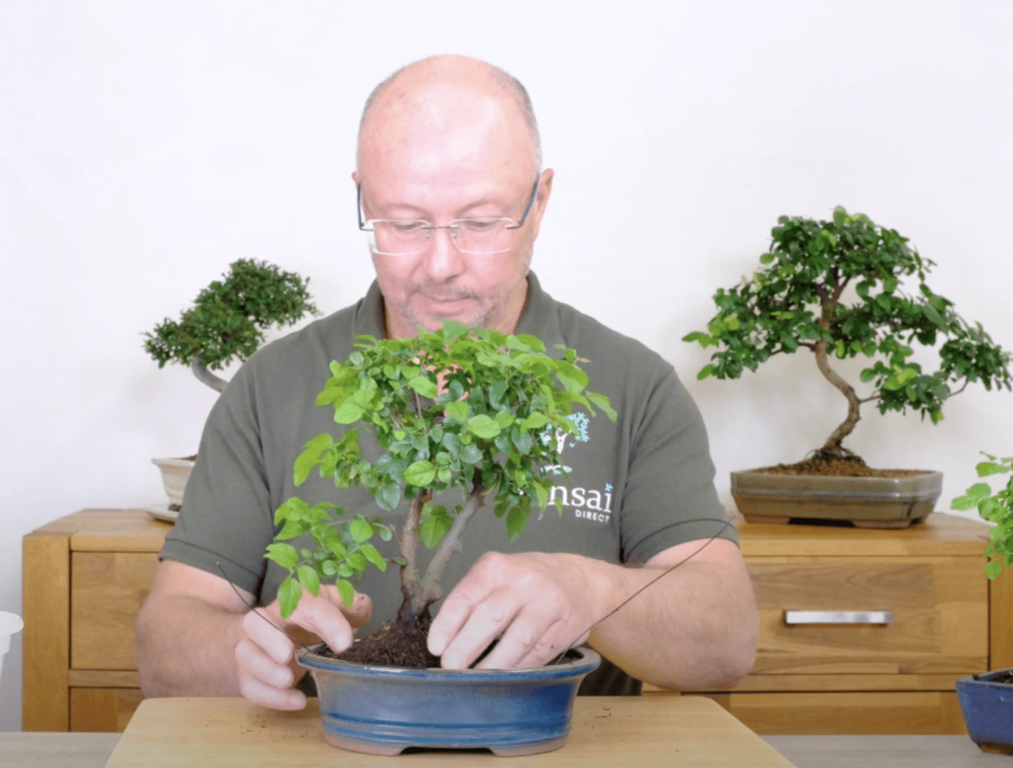 Cheap Starter Bonsai Transformation - Pruning & Potting Bonsai