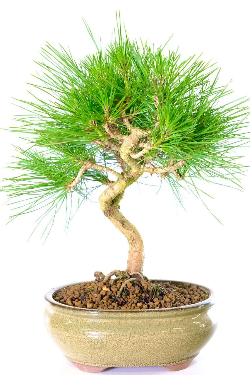 Japanese Black Pine Bonsai ~ 14 years old (Pinus thunbergii)