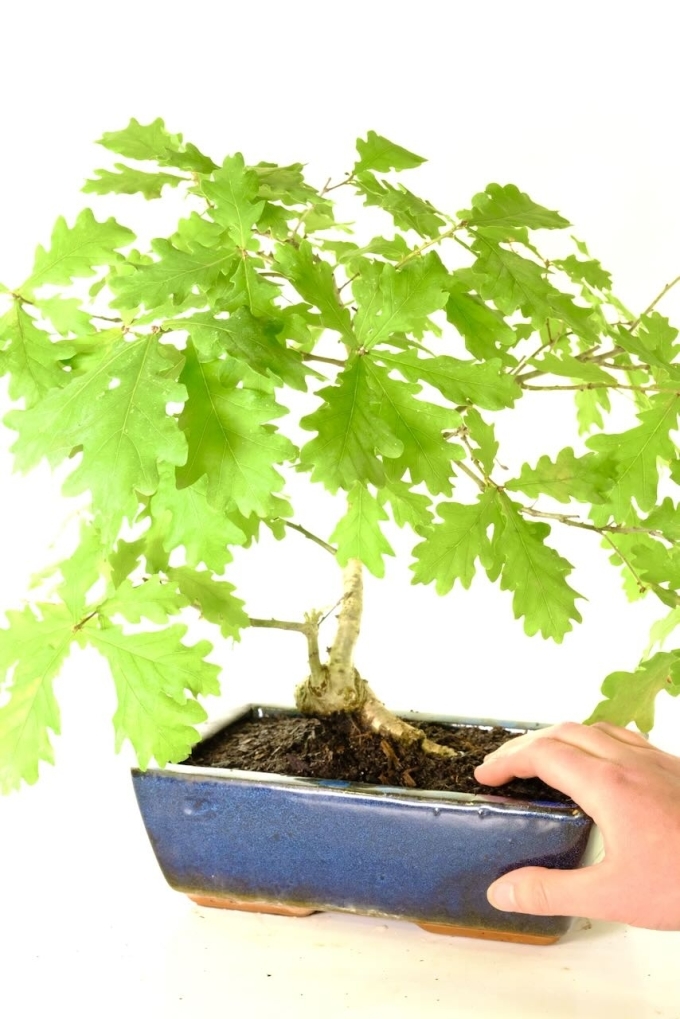 Quercus robur: Embrace the Beauty of this Colourful Bonsai