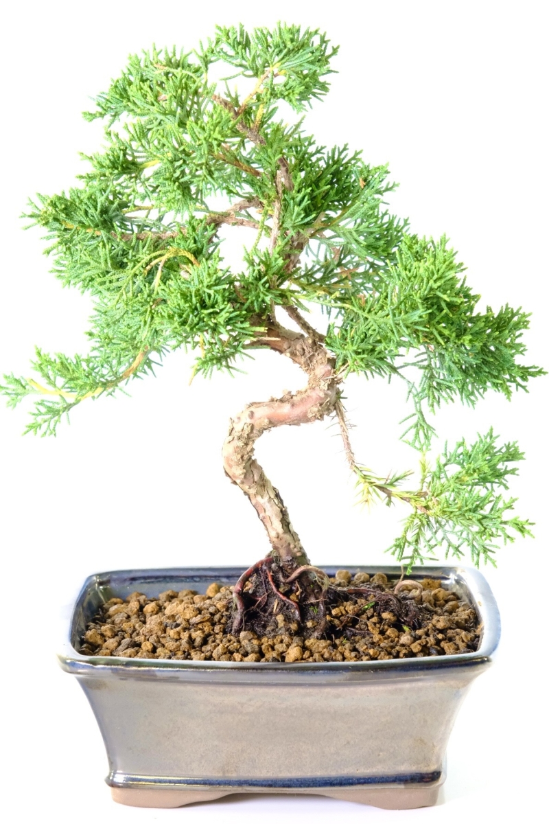 Our Range of Outdoor Bonsai Trees for Sale from Bonsai Direct