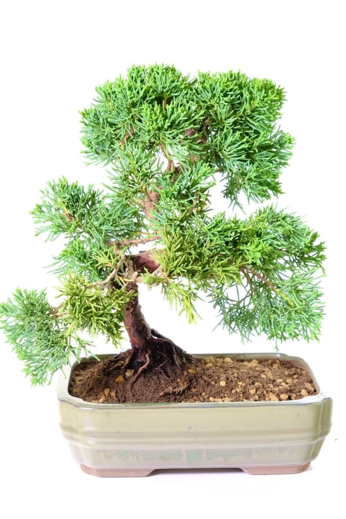 Our Range of Outdoor Bonsai Trees for Sale from Bonsai Direct